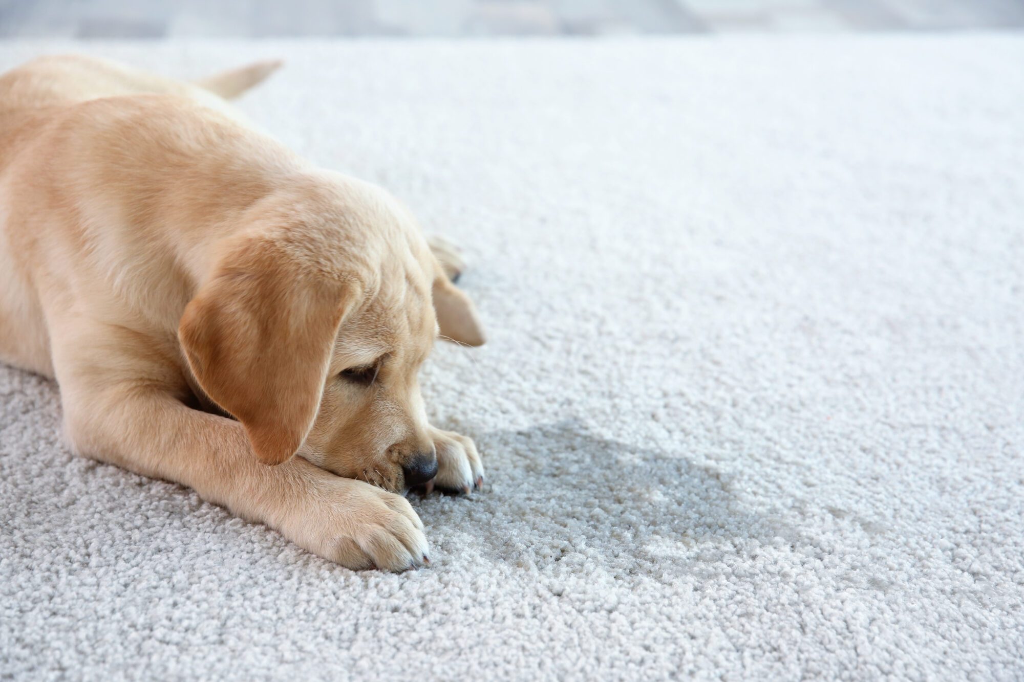 How to Remove Old Urine Stains from Carpet | Rug Doctor